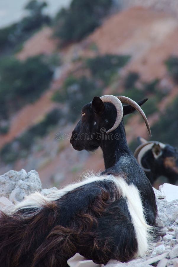 Crete stock image. Image of crete, animal, greece, traditional - 116403039