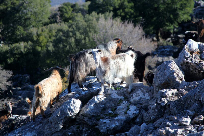 Cretean goats stock photo. Image of greek, remote, crete - 48473024