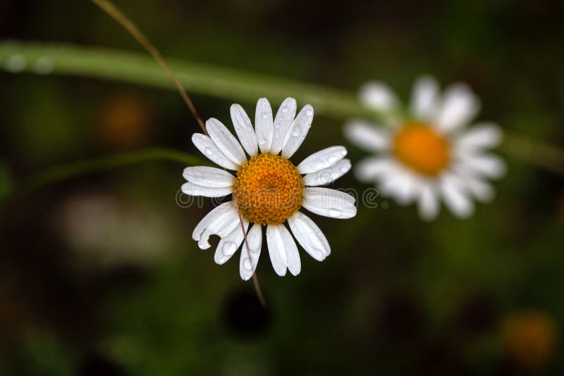Cretian Mat Daisy, Anthemis Cretica Stock Photo - Image of blossom ...