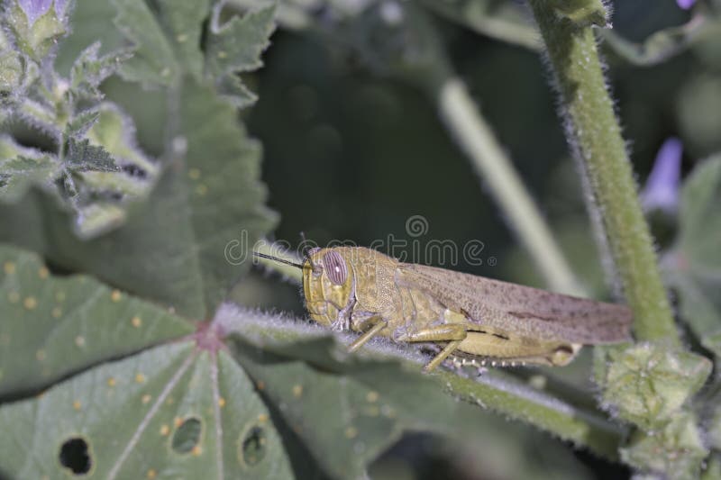 Anacridium Aegyptium Greece Stock Photos - Free & Royalty-Free Stock ...