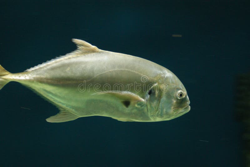 Crevalle Jack Silver Fish. Caranx Hippos or Yellow Cavalli Stock Image ...