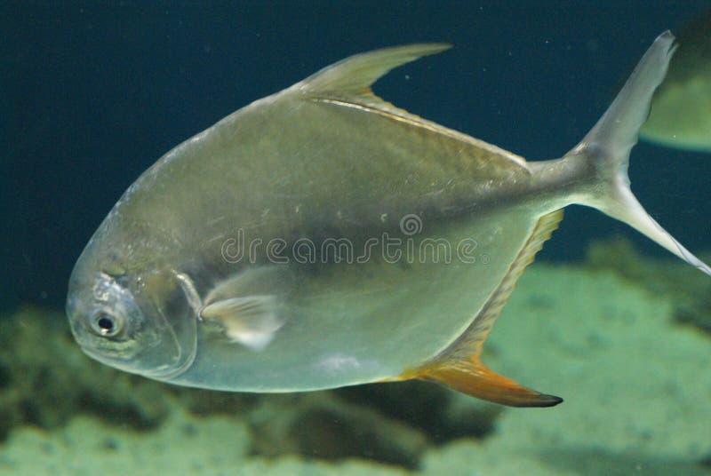 Crevalle Jack Silver Fish. Caranx Hippos or Yellow Cavalli Stock Image ...