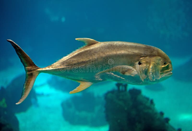 Crevalle Jack Silver Fish. Caranx Hippos or Yellow Cavalli Stock Image ...