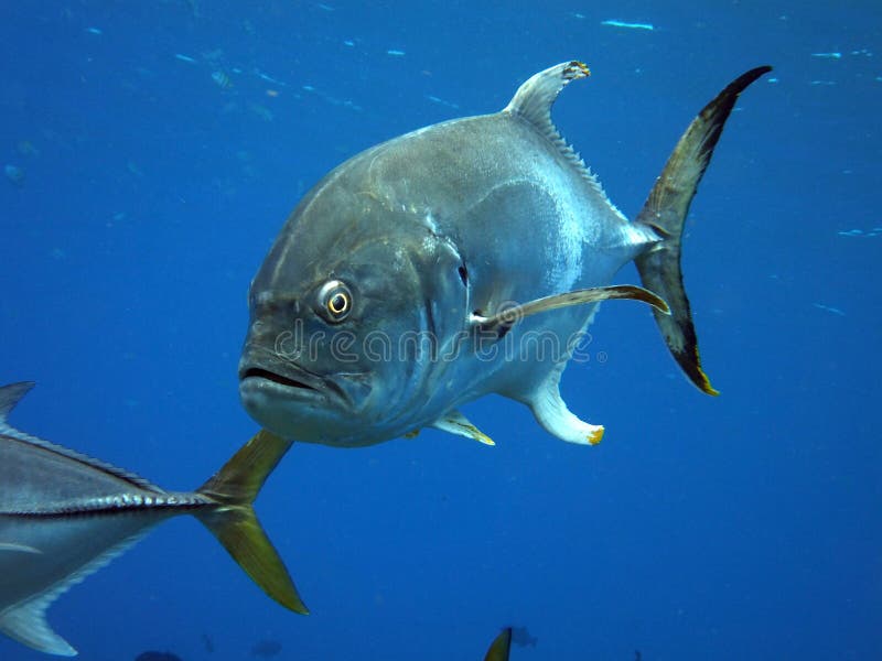 Crevalle Jack swimming stock image. Image of pattern - 52635565