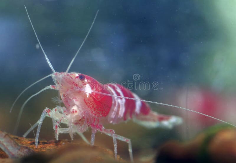 Crevette image stock. Image du pente, cristal, rouge - 39784753