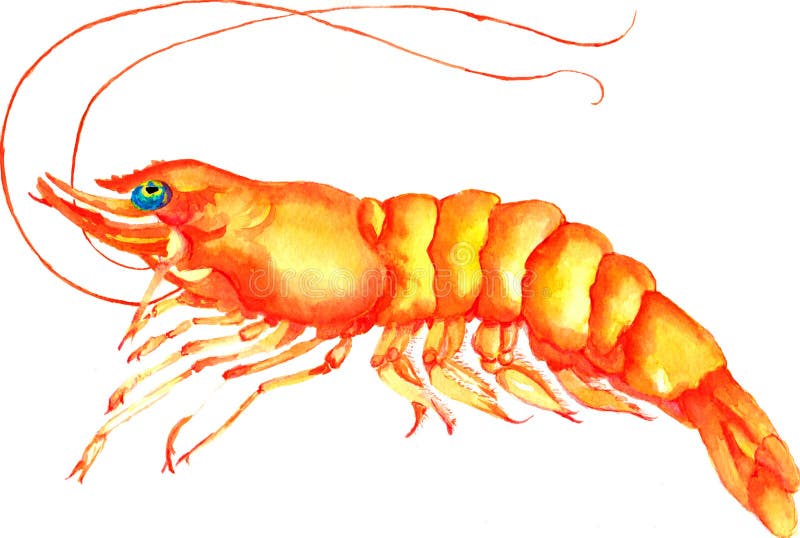 Crevette illustration stock. Illustration du animaux - 60741017