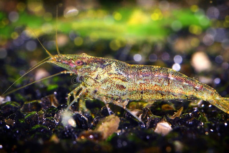 Crevette d'eau douce photo stock. Image du prédateur, réservoir - 2329294