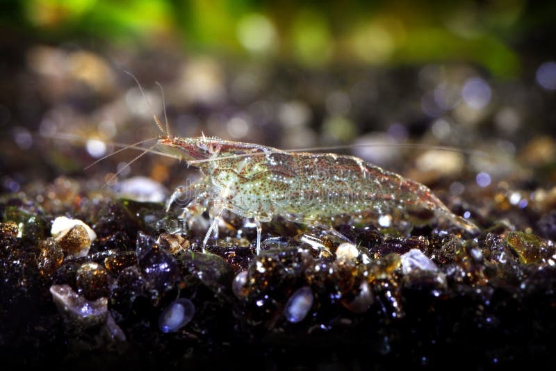 Crevette photo stock. Image du animal, closeup, biologie - 65055510
