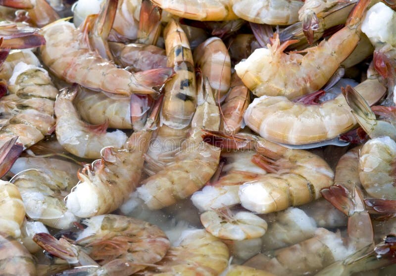 Crevette bleue image stock. Image du bleu, ébullition - 3591547