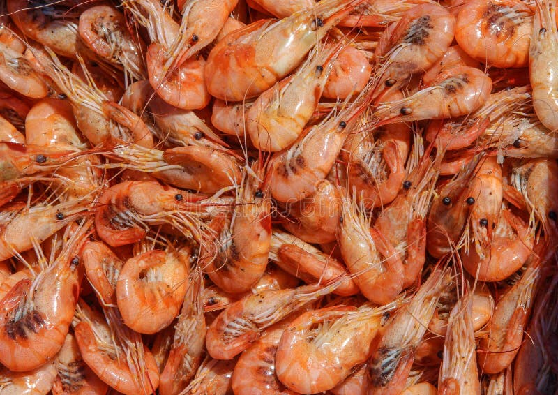 Une Crevette - Petite Crevette Rouge Photo stock - Image du ayez ...