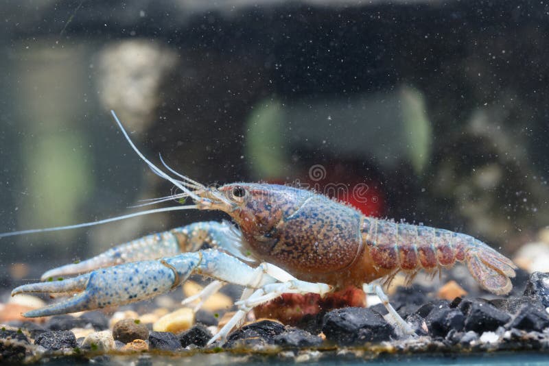 Crevette dans l'eau photo stock. Image du bétail, écrevisses - 65335478