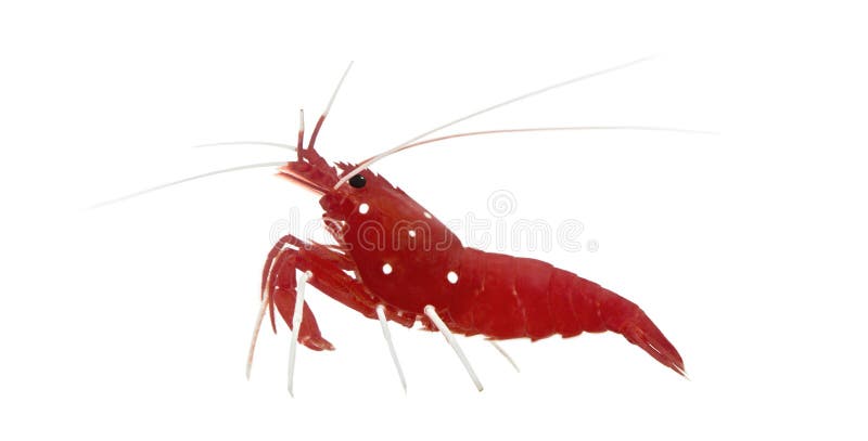 Crevette Feu - Lysmata Debelius Image stock - Image du sang, studio ...