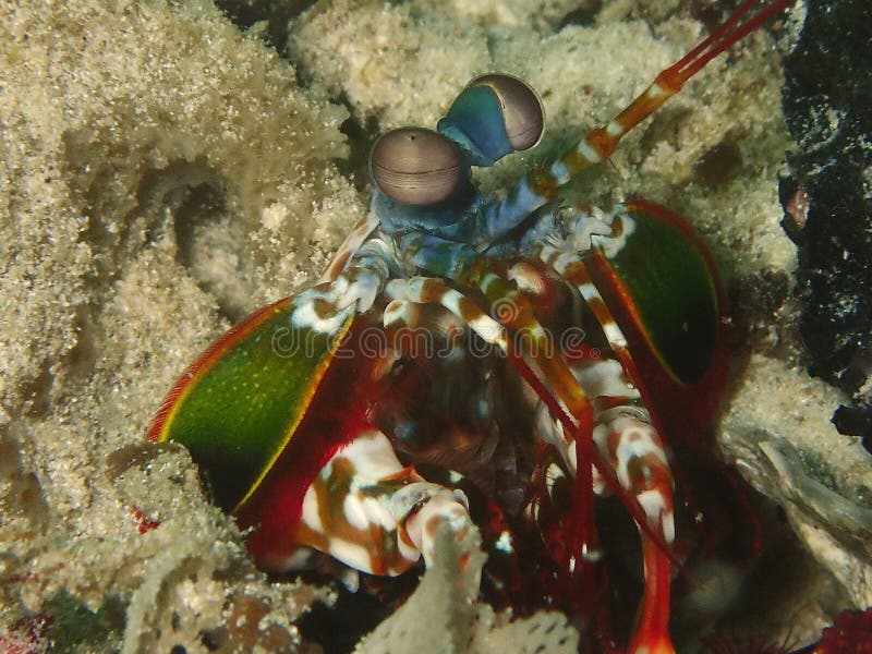 Crevette de Mantis image stock. Image du aquatique, aqua - 3161783