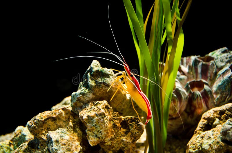 Crevette vivante photo stock. Image du vivante, crevette - 4748476