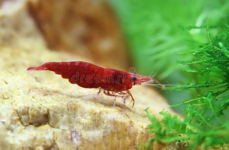 Crevette De Rouge De Neocaridina De Denticulata De Cerise Image stock ...