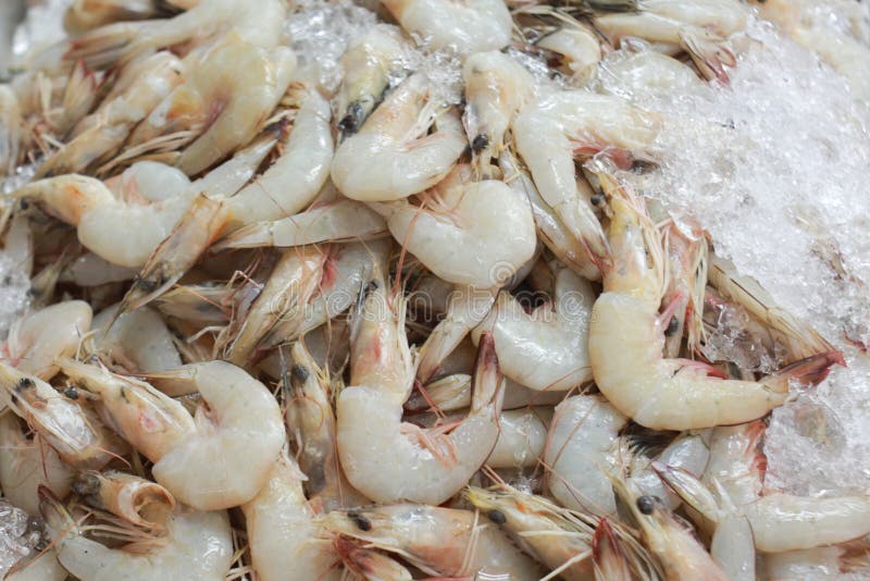 Crevette fraîche image stock. Image du savoureux, marché - 44454961