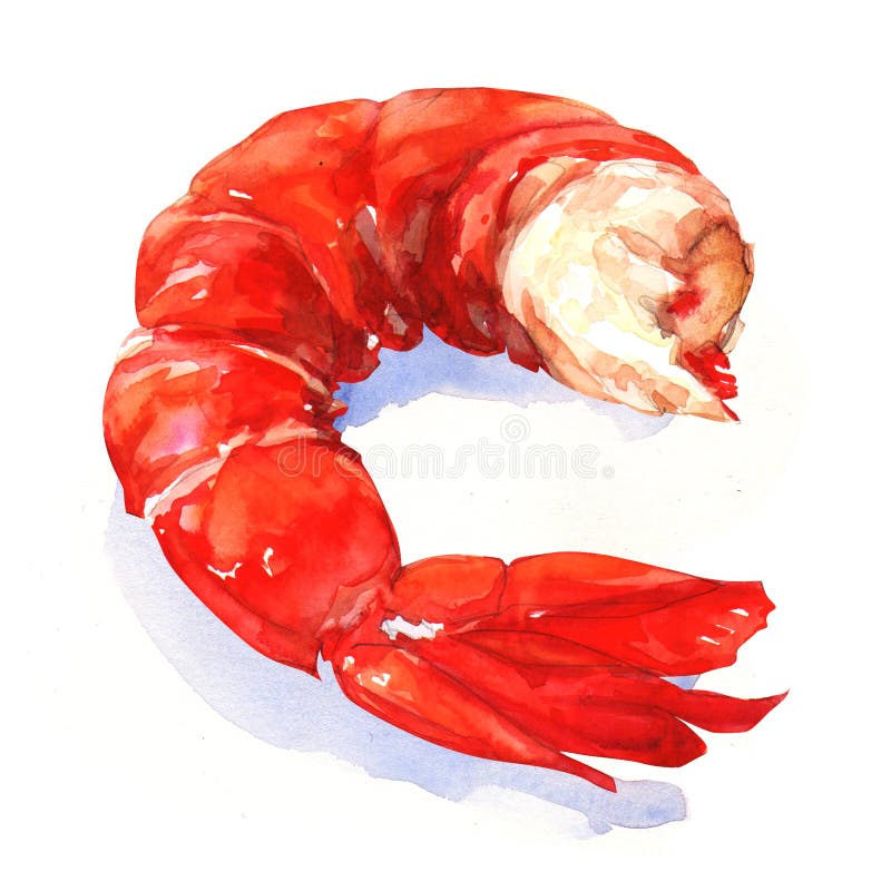 Crevette Peinture Stock Illustrations Vecteurs And Clipart 1 004