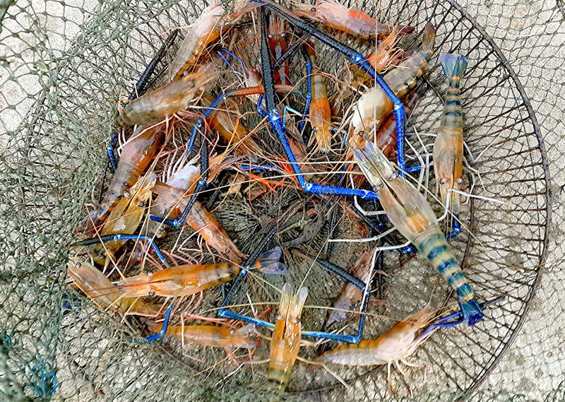 Rosenbergii D'eau Douce Géant Cru De Macrobrachium De Crevette Rose ...
