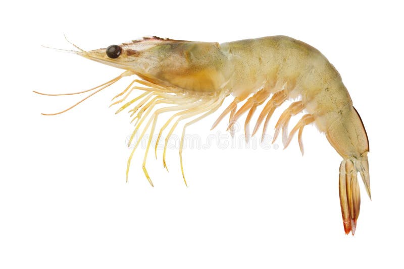 Le Merguiensis De Fenneropenaeus De Crevette Rose Maintiennent Frais ...