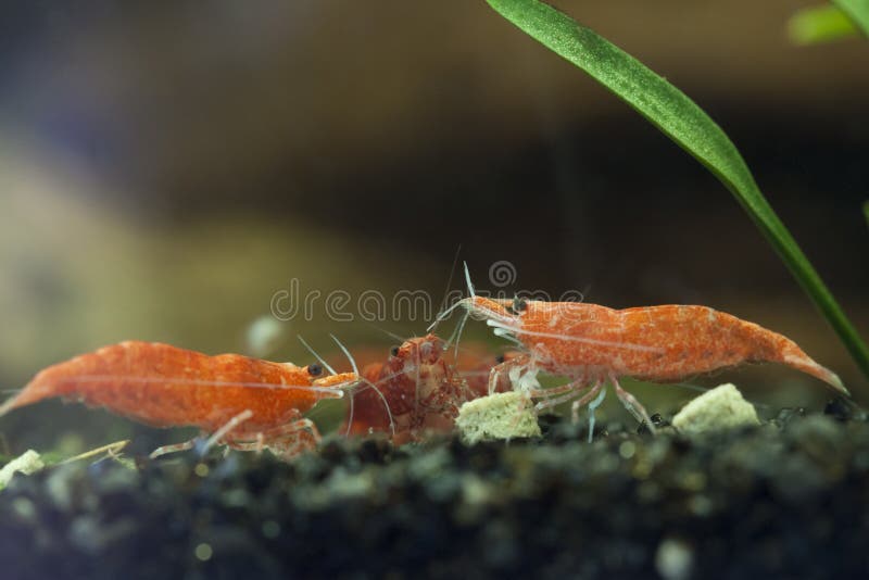 Crevette rouge de cerise image stock. Image of aquarium - 59129605