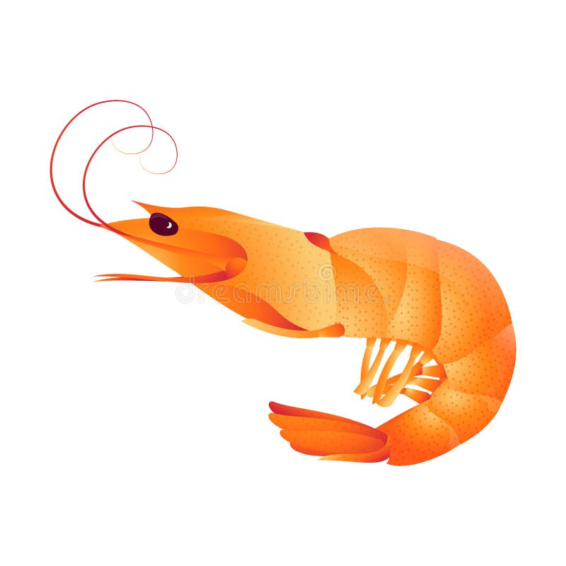 Crevette Rouge Sur Le Fond Blanc Crevettes Détaillée De Dessin