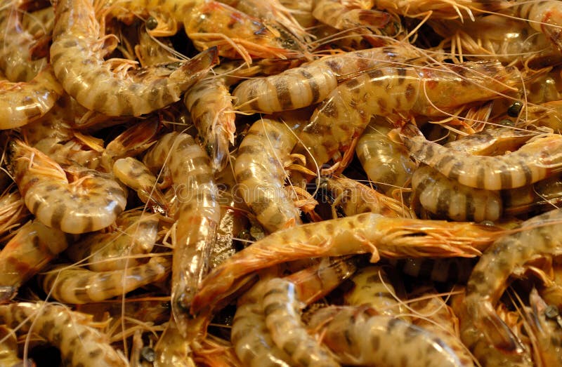 Crevettes De Mante Sur La Poissonnerie De Venise, Italie Image stock ...