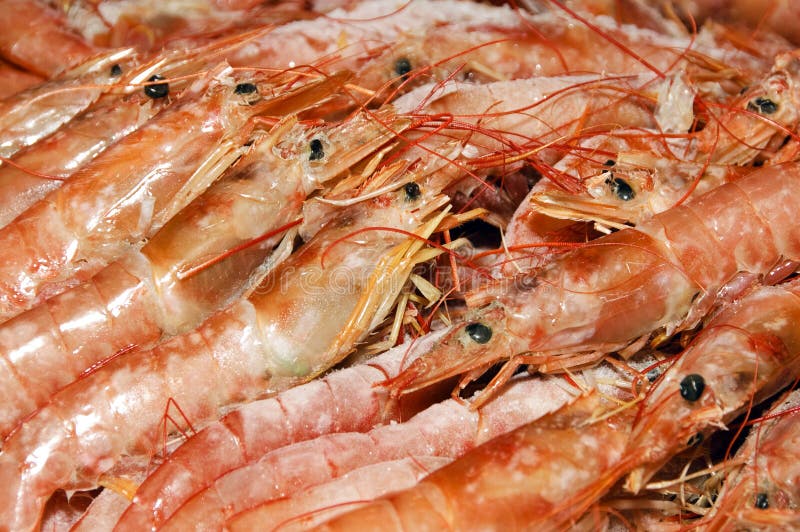 Crevettes roses image stock. Image du dîner, crabe, côte - 12247801