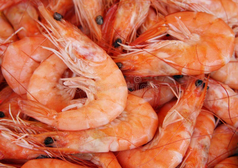Crevettes roses cuites photo stock. Image du rose, nourriture - 8183844