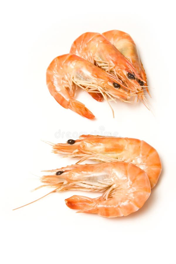 Crevettes roses cuites photo stock. Image du poissons - 8183844