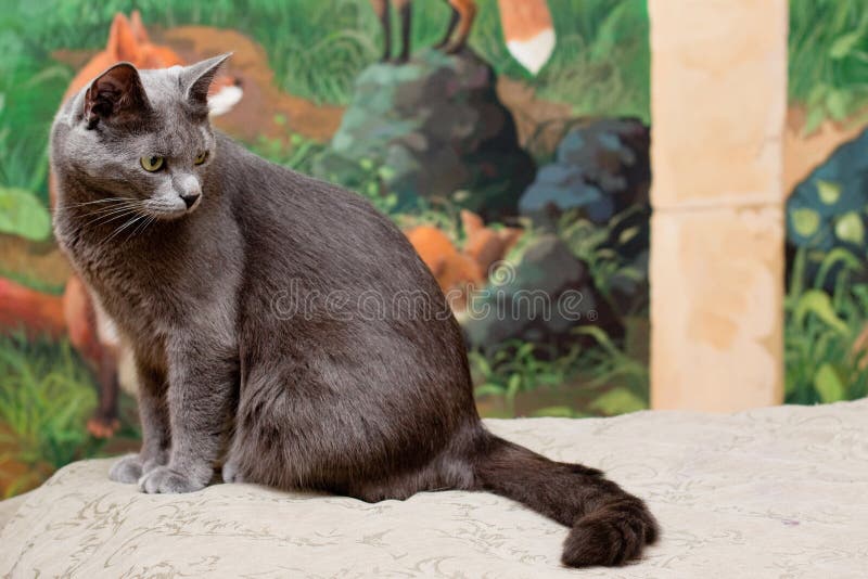 Crey cat stock photo. Image of hair, look, grey, interior - 24481606