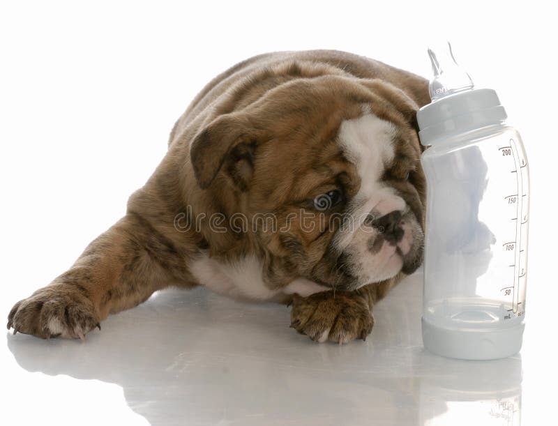 Crianza Con Biberón Del Perrito Joven Imagen de archivo - Imagen de ...