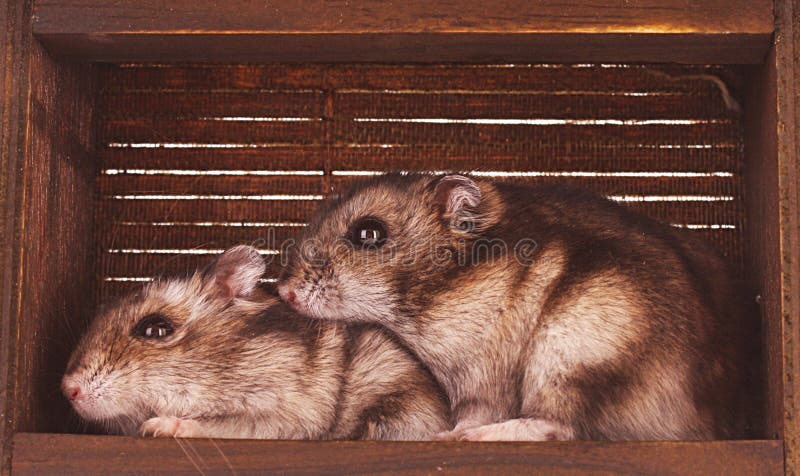 Criceti in casella immagine stock. Immagine di peloso - 15349637