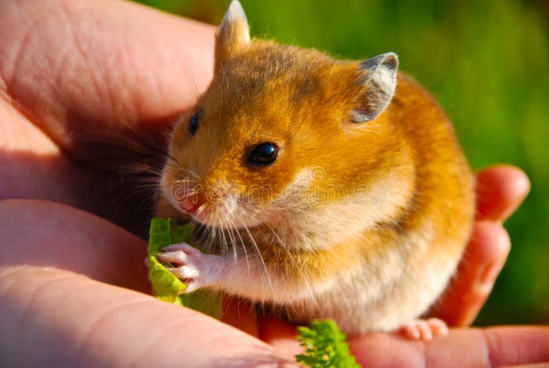 Criceto fotografia stock. Immagine di baffi, criceti - 15842976
