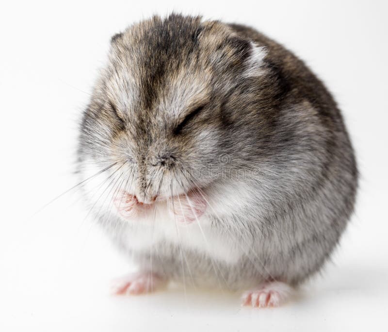 Criceto immagine stock. Immagine di roditore, isolato - 39305919