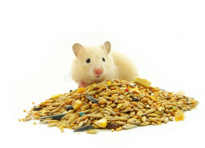 Criceto fotografia stock. Immagine di odore, roditore - 8246008