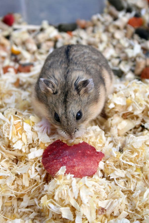 Criceto immagine stock. Immagine di alimento, basette - 8964959