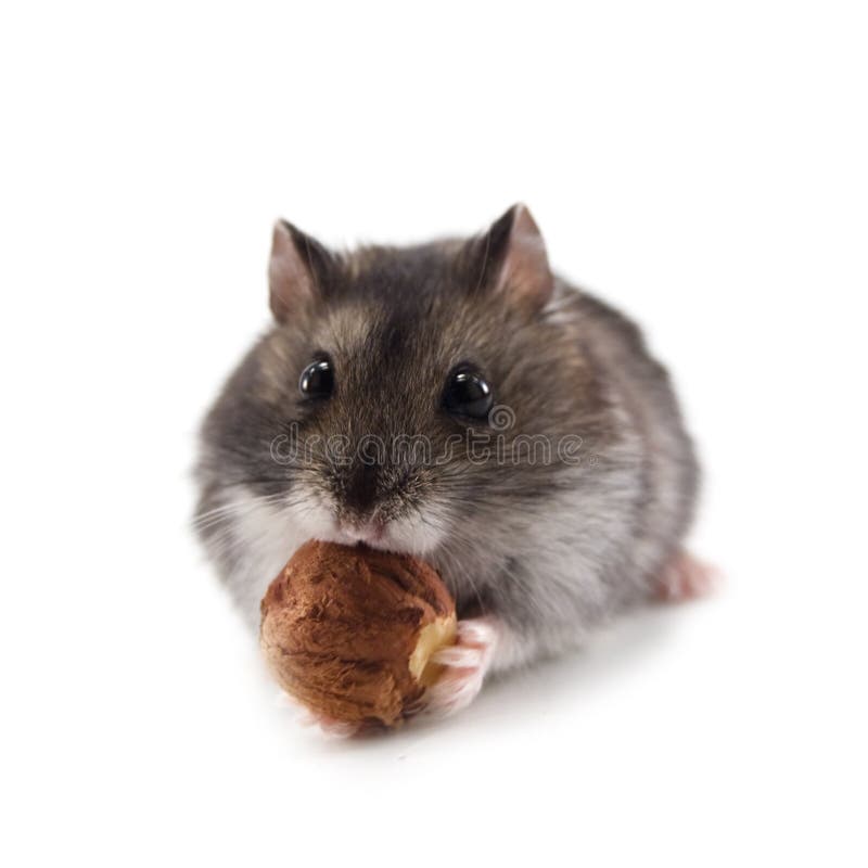 Criceto immagine stock. Immagine di consumo, roditore - 9726203
