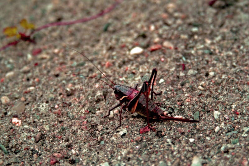 Cricket stock image. Image of insect, ground, rock, beautifully - 11399971