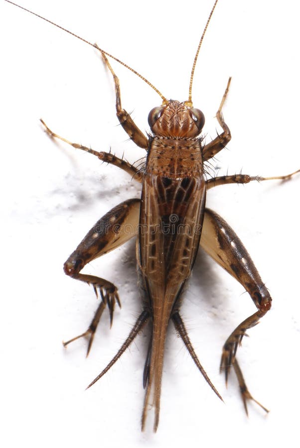 37+ Cricket wall Free Stock Photos - StockFreeImages