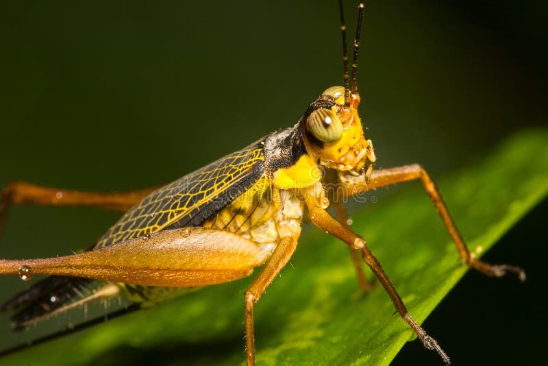 Cricket stock photo. Image of insect, leaf, night, cricket - 160154