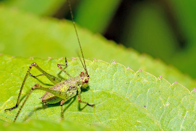 575 Scary Cricket Stock Photos - Free & Royalty-Free Stock Photos from ...