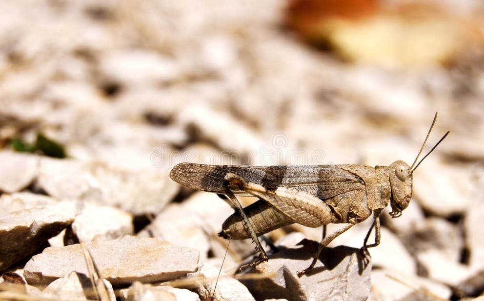 Cricket stock photo. Image of antennae, land, rocks, animals - 26888700