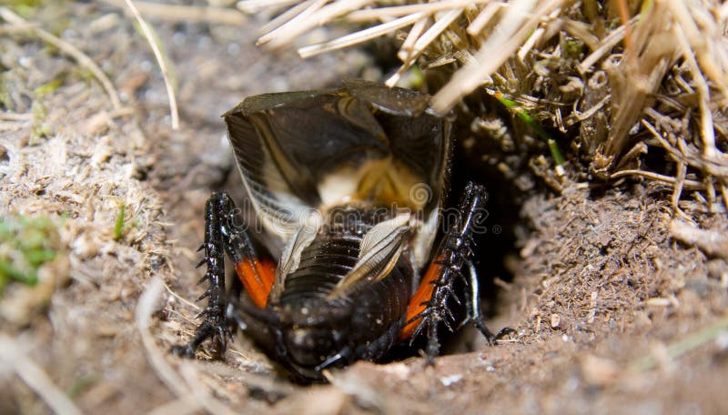 Siafu Ants Eating People