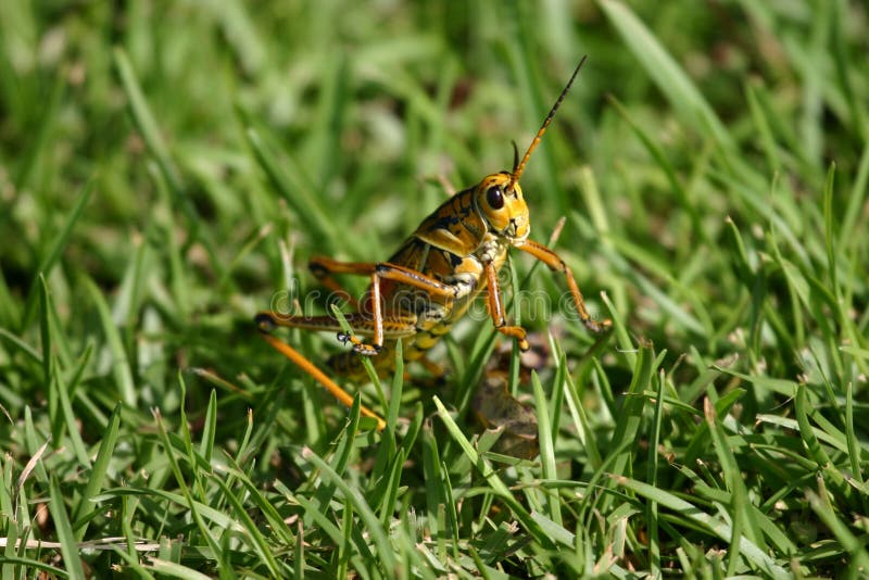 Cricket stock photo. Image of green, jump, insect, grass - 5667432