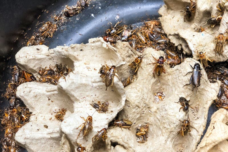 Cricket stock image. Image of farming, house, cricket - 351307673