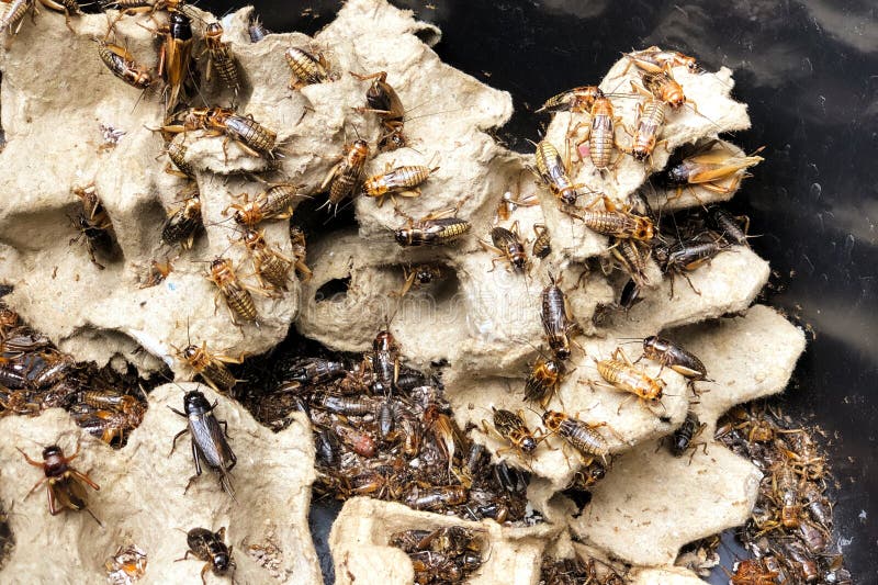 Cricket stock photo. Image of house, cricket, tray, farming - 351308194