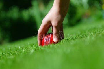 Cricket ball stock image. Image of competition, pick, retrieve - 743339