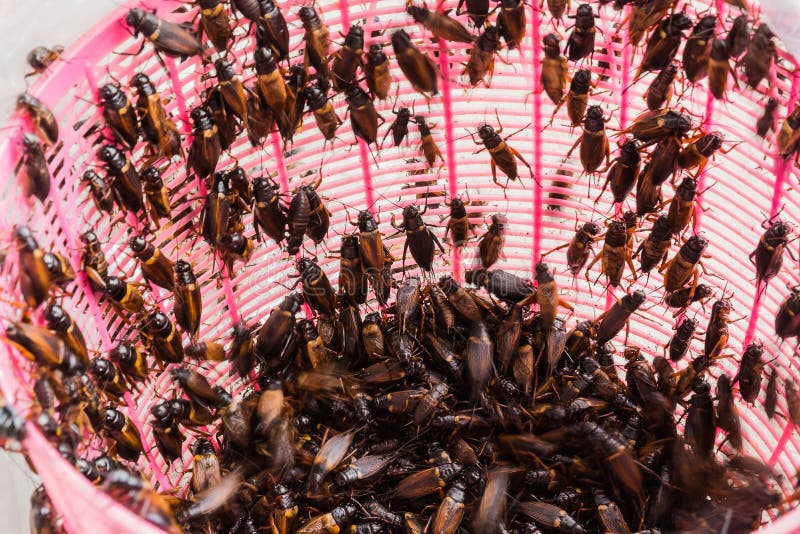 Cricket Basket Stock Photos - Free & Royalty-Free Stock Photos from ...