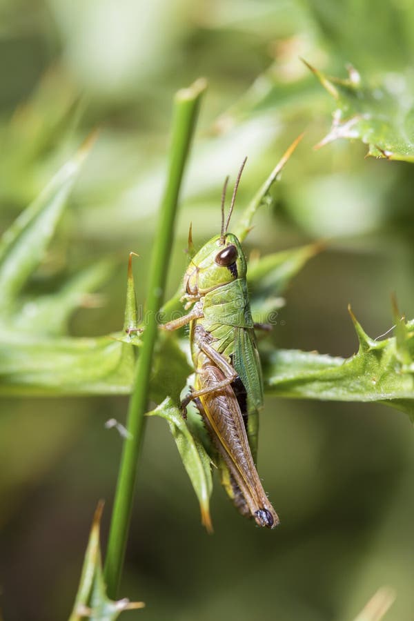 Cricket stock photo. Image of insect, leaf, night, cricket - 160154