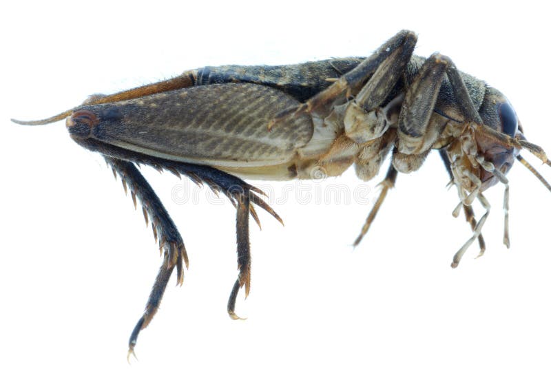 Cricket bug insect stock photo. Image of arthropod, black - 14650414